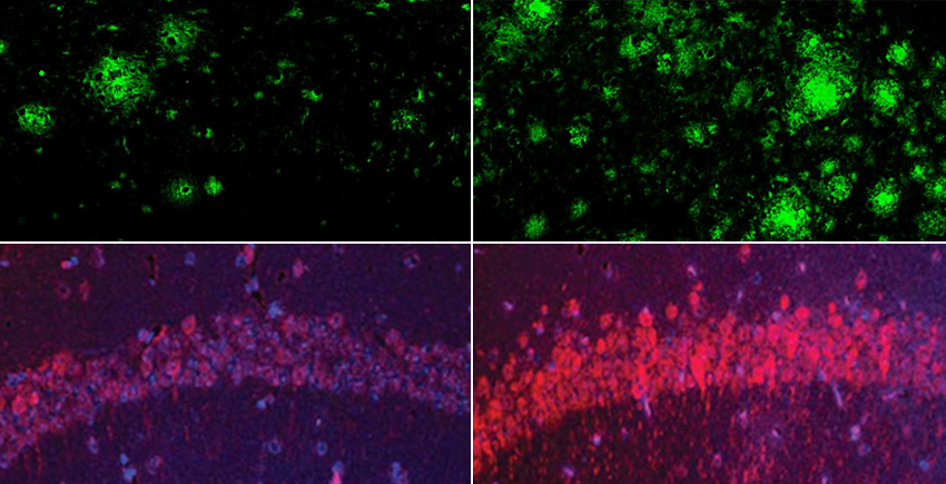 Bokep celva i believe she is Cuban descent auburn-haired